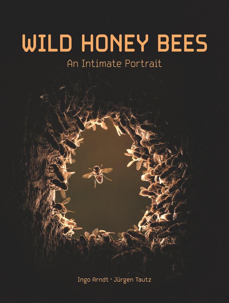Wild Honey Bees