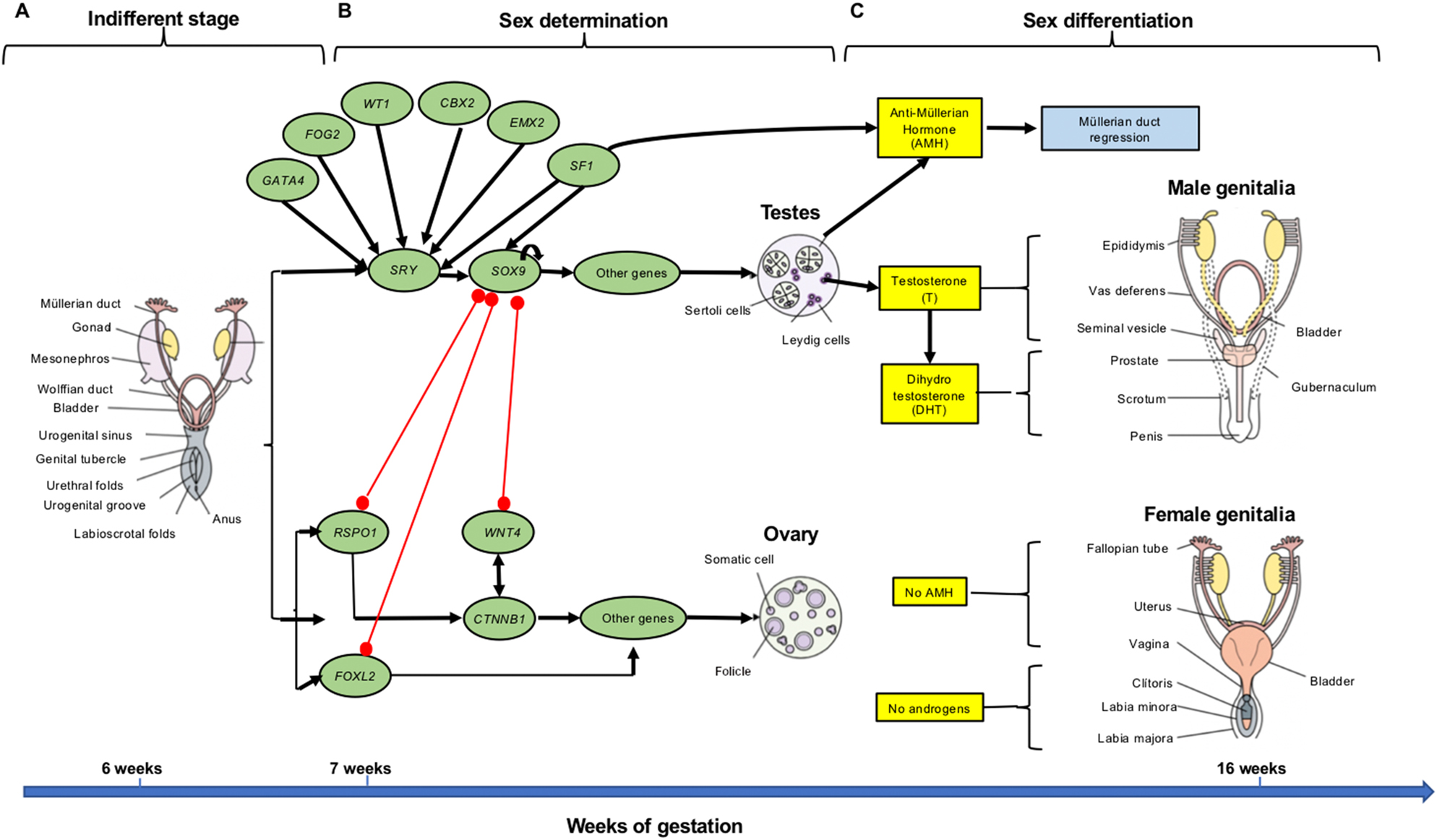 The laboratory in the multidisciplinary diagnosis of diff...