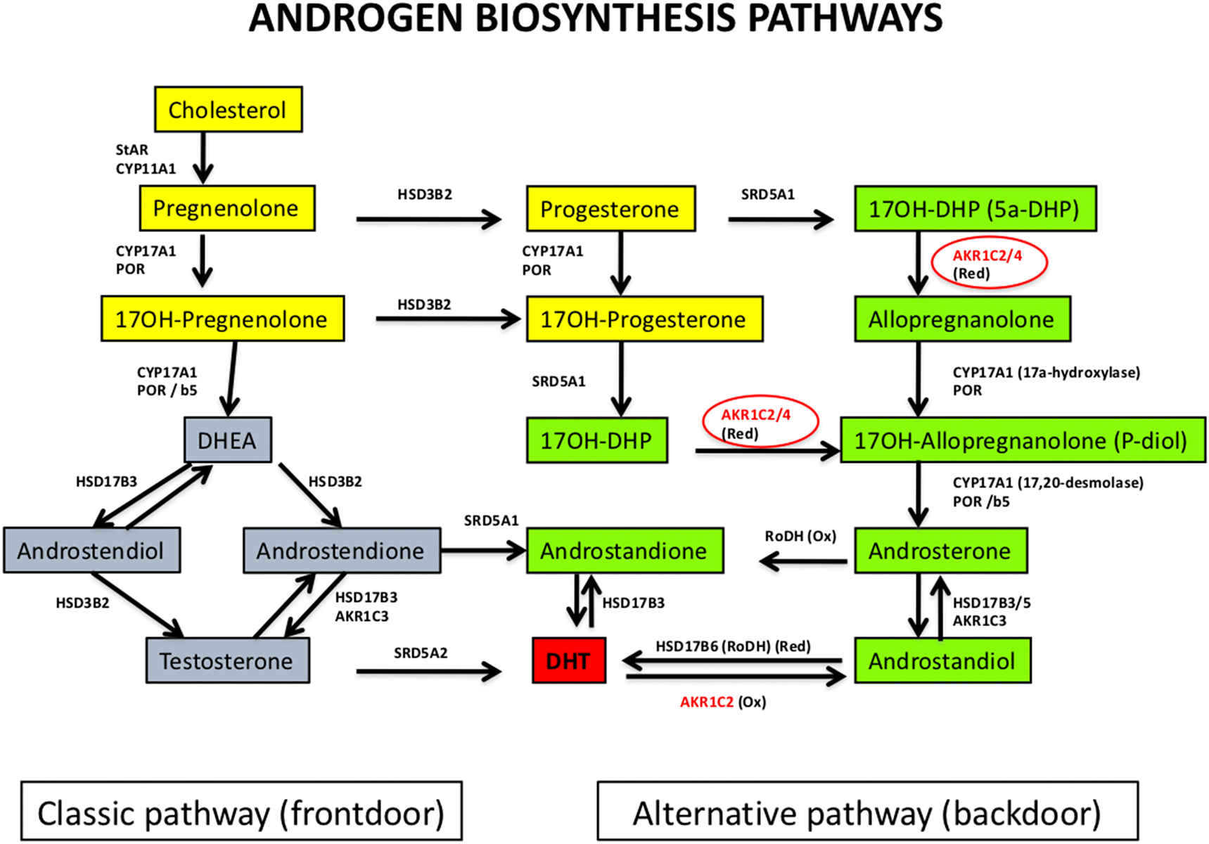 The laboratory in the multidisciplinary diagnosis of diff...
