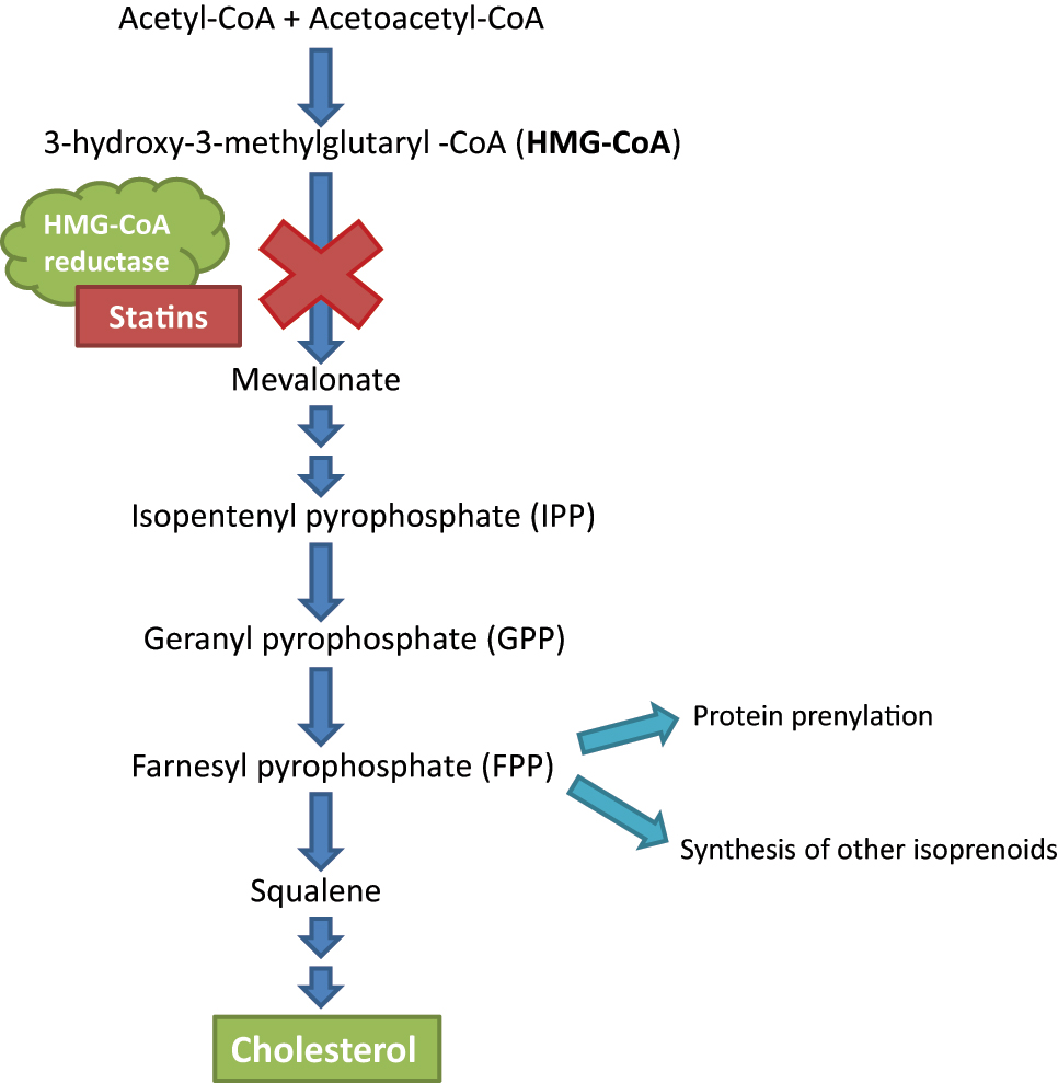 Influence of pharmacogenetics on the diversity of response to statins ...