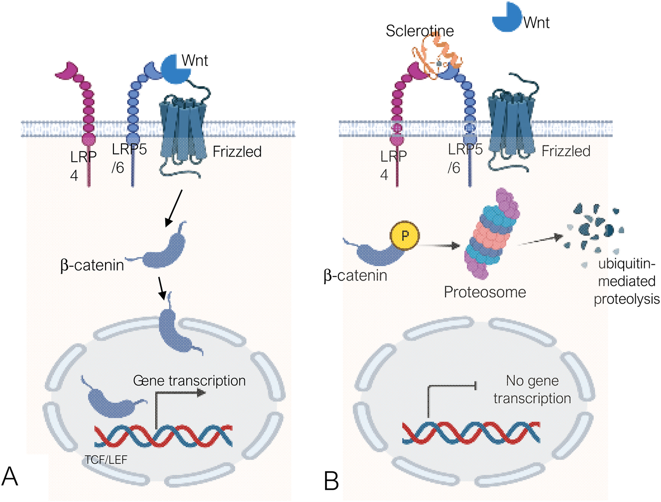 The hidden cross talk between bone and tissues through bone turnover
