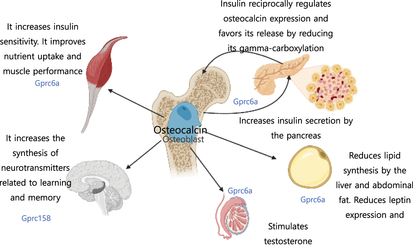 The hidden cross talk between bone and tissues through bone turnover