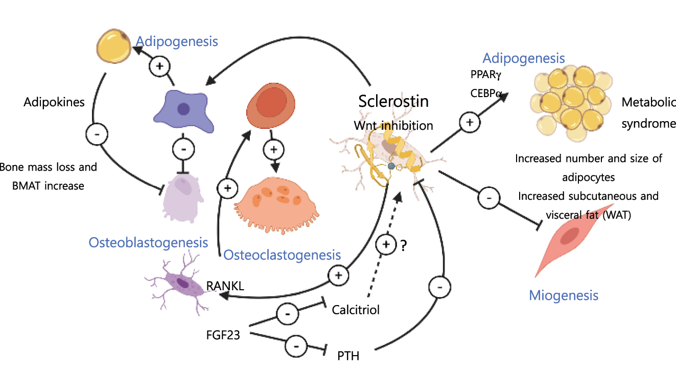 The hidden cross talk between bone and tissues through bone turnover