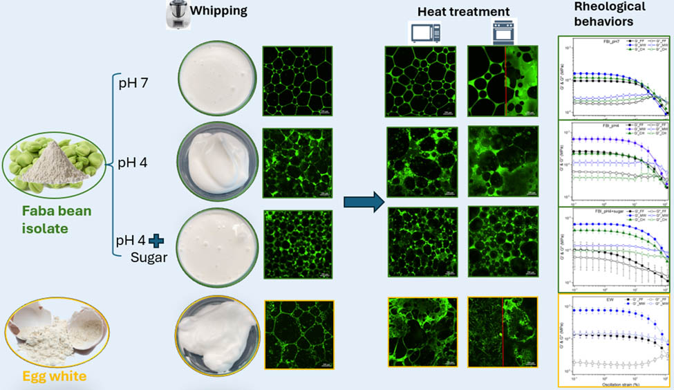 Microstructure and rheology of heated foams stabilized by faba bean ...