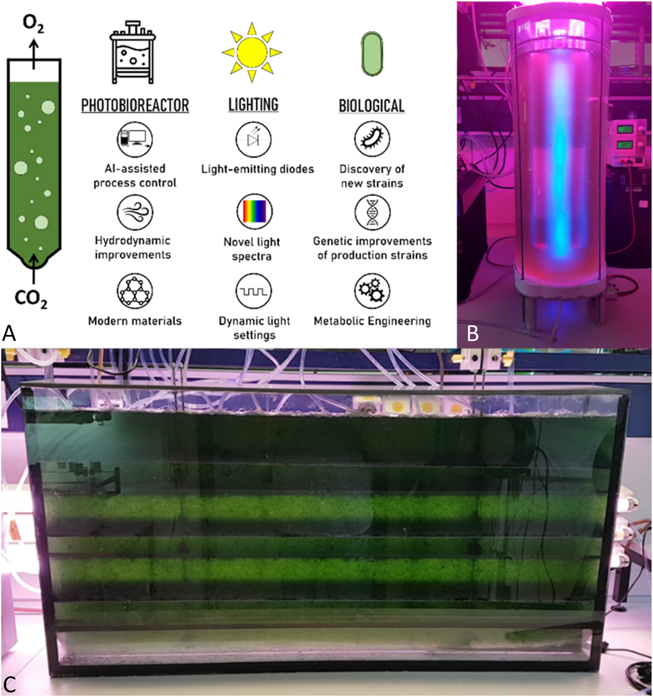 Harnessing microalgae: from biology to innovation in sustainable solutions