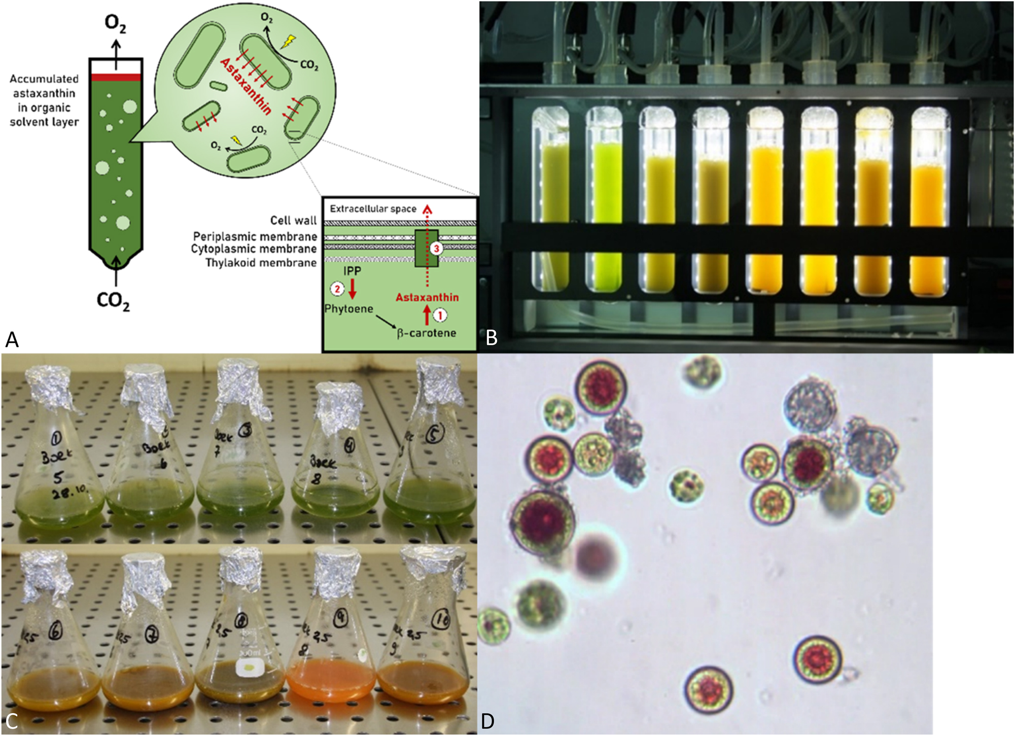 Harnessing microalgae: from biology to innovation in sustainable solutions