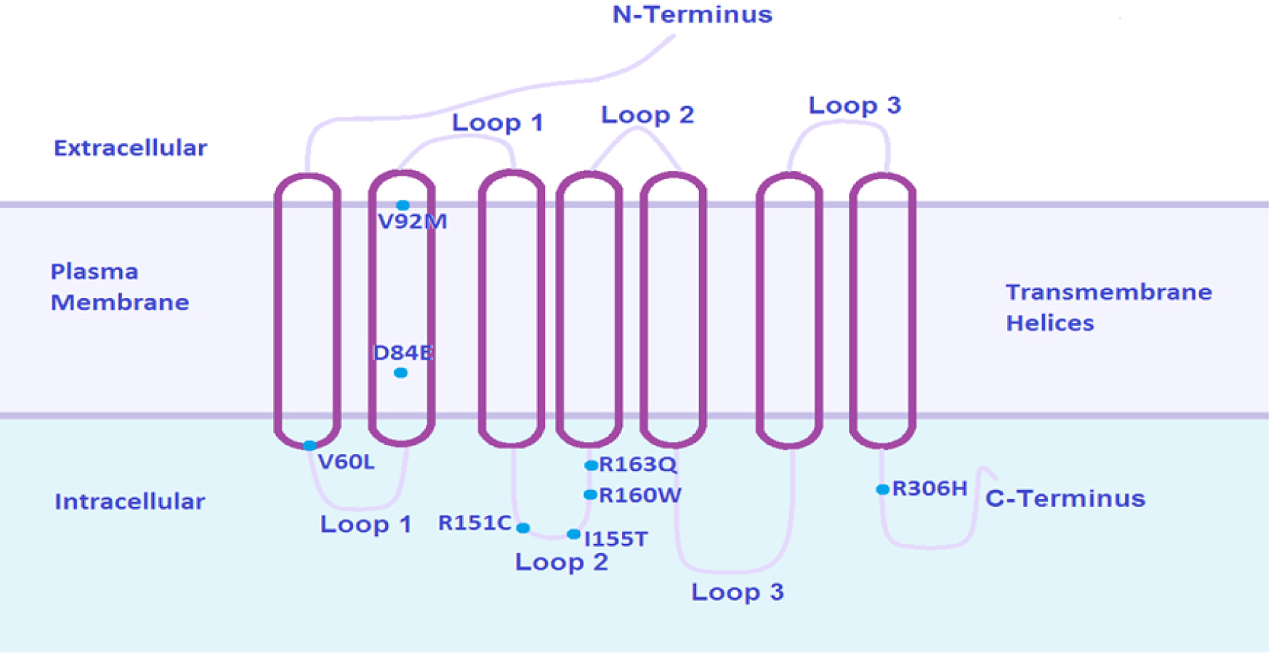 MC1R gene variants involvement in human OCA phenotype