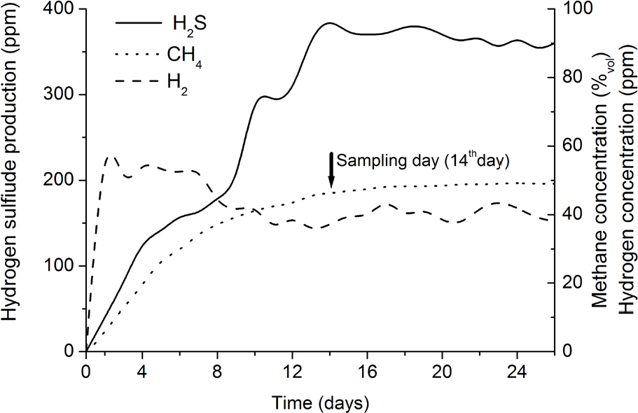 Production of biogas: relationship between methanogenic and sulfate-reducing microorganisms