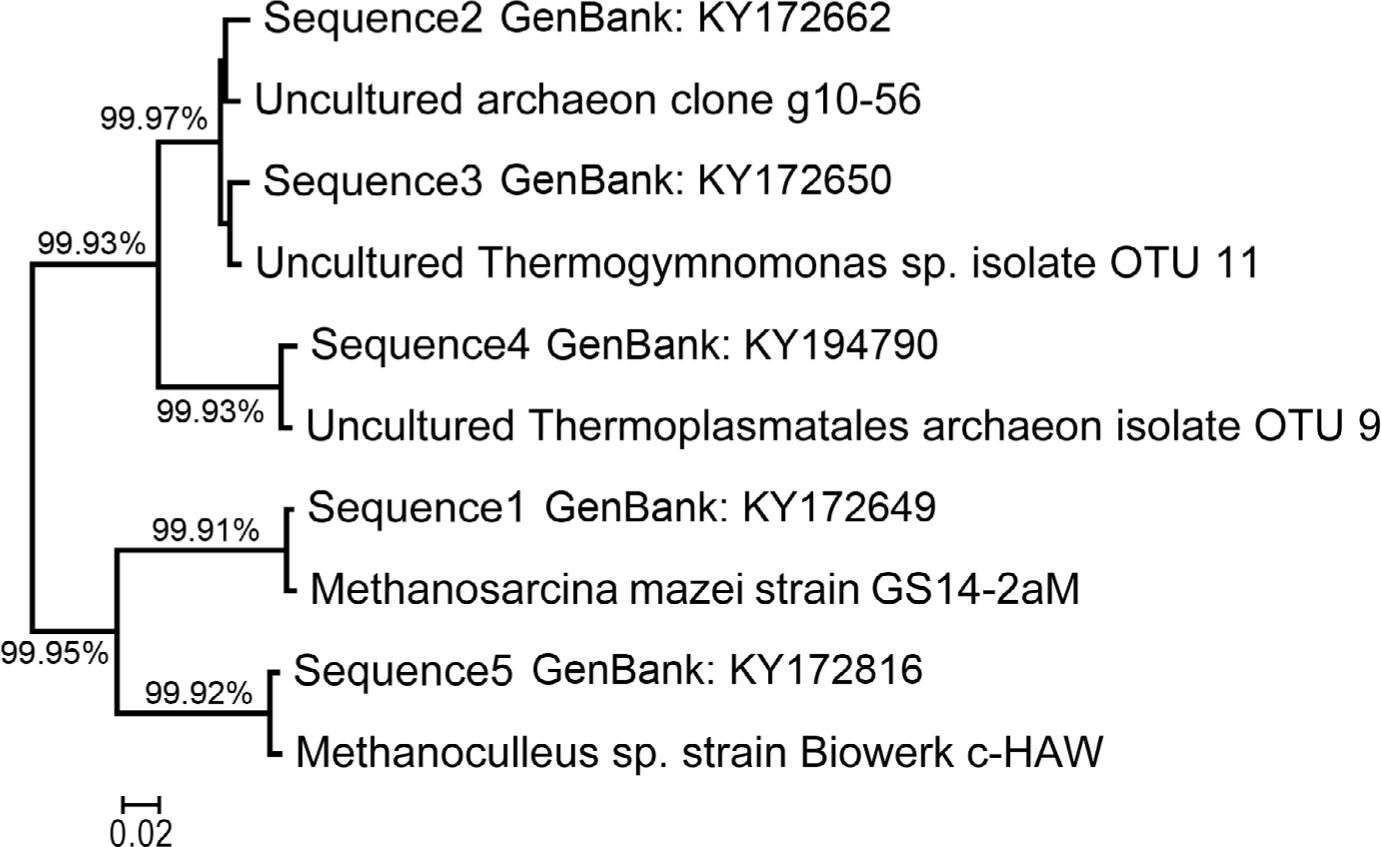 Production of biogas: relationship between methanogenic and sulfate-reducing microorganisms