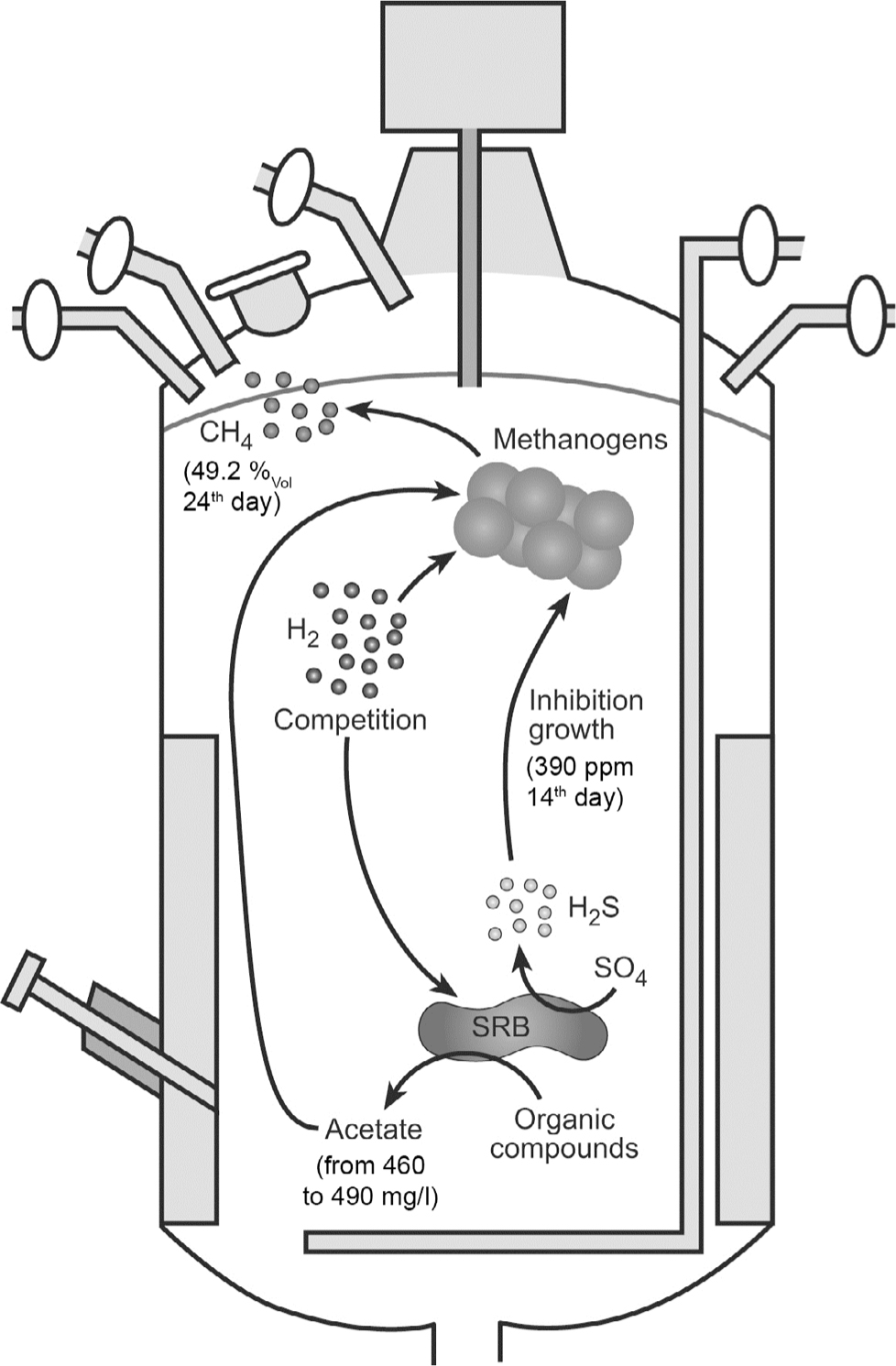 Production of biogas: relationship between methanogenic and sulfate-reducing microorganisms