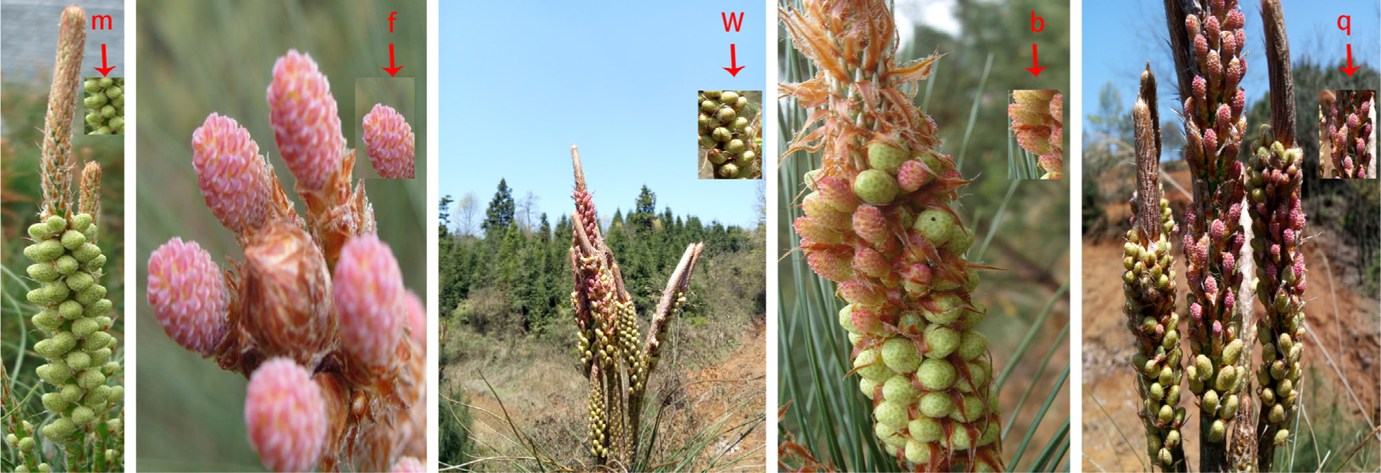 Transcriptome analysis of Pinus massoniana Lamb. microstrobili during ...