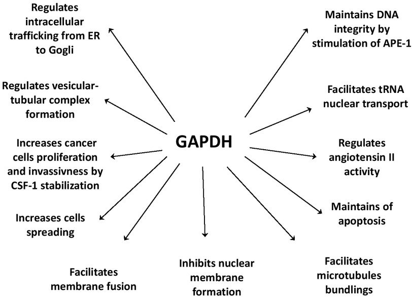 Up-regulation of key glycolysis proteins in cancer development