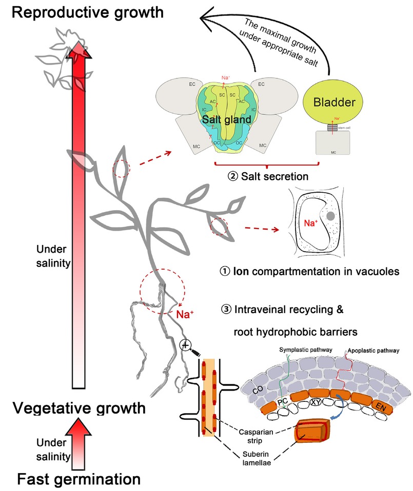 Beneficial Effects of Salt on Halophyte Growth: Morphology, Cells, and ...