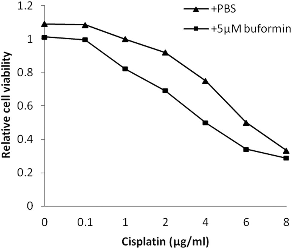 Buformin suppresses osteosarcoma via targeting AMPK signaling pathway