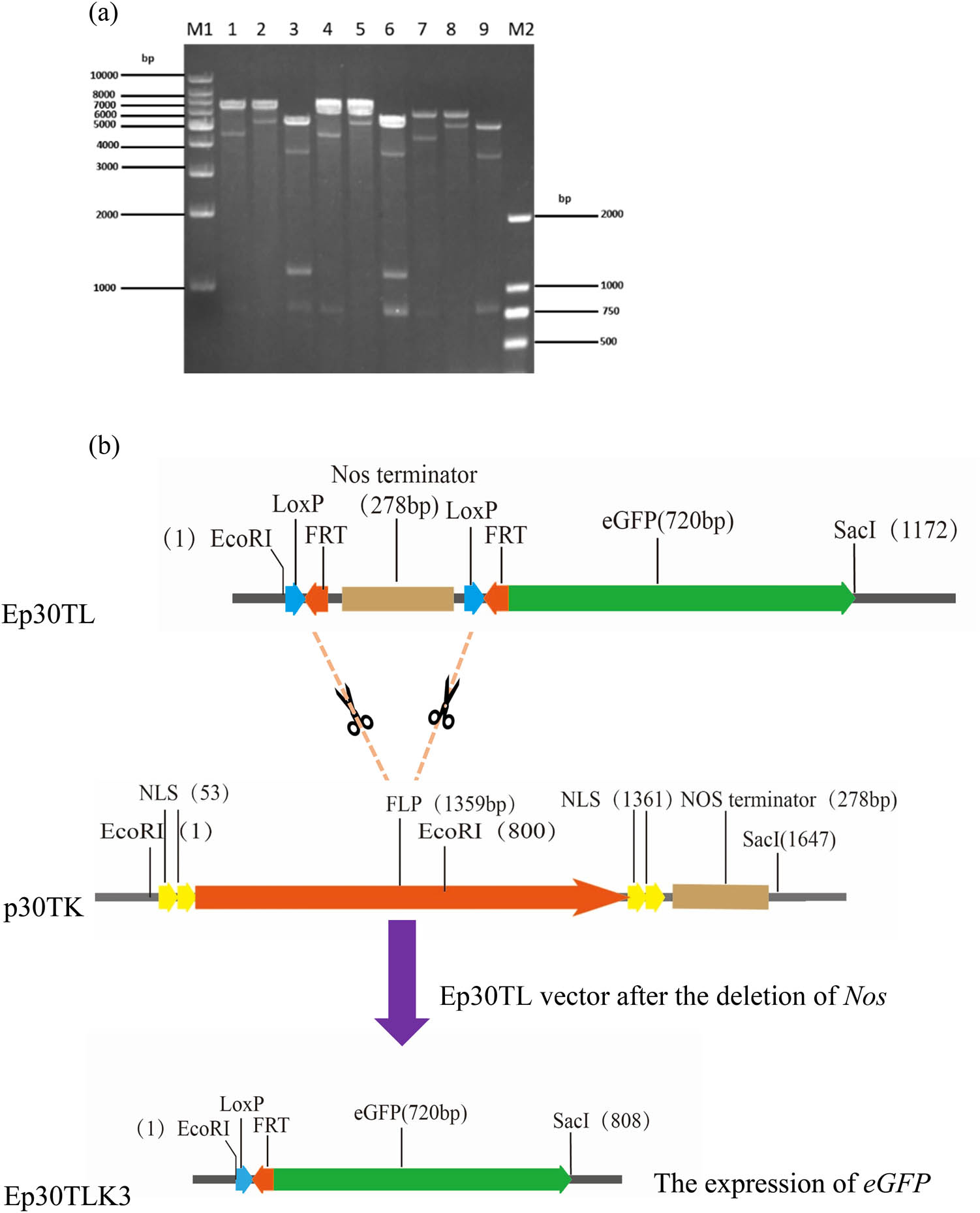 Application of the FLP/LoxP-FRT recombination system to switch the eGFP ...