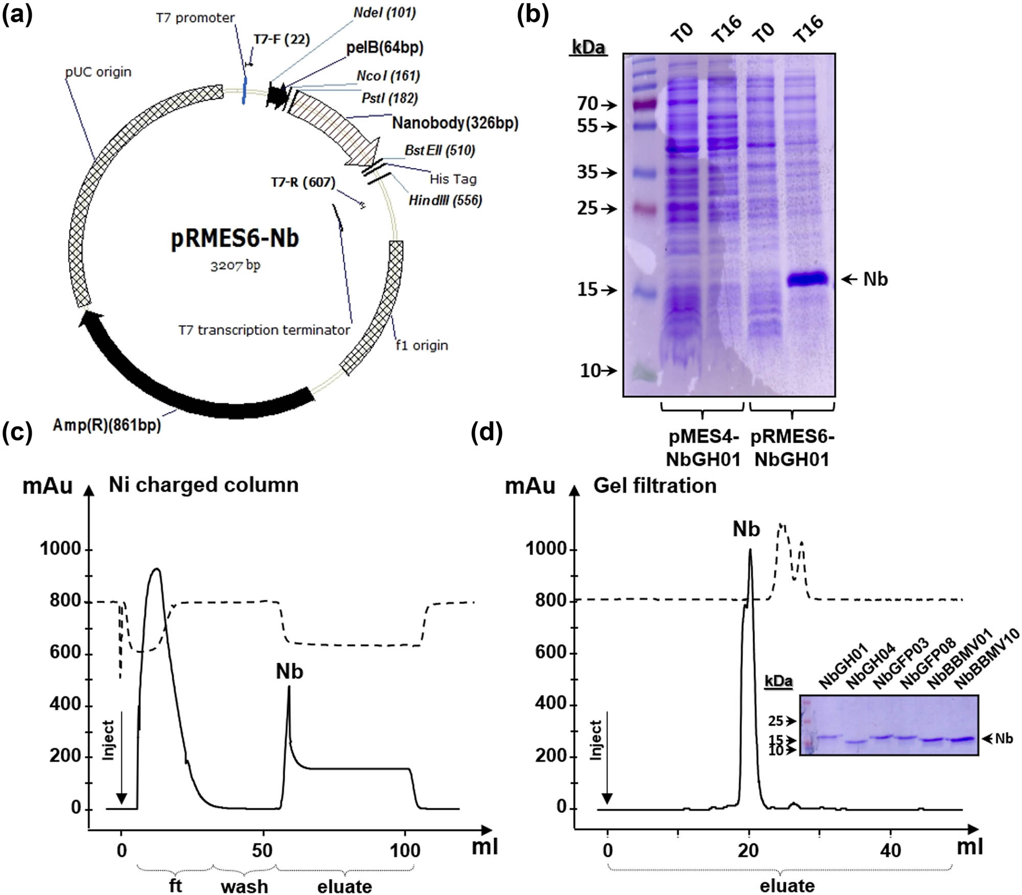 Characterization of rabbit polyclonal antibody against camel ...