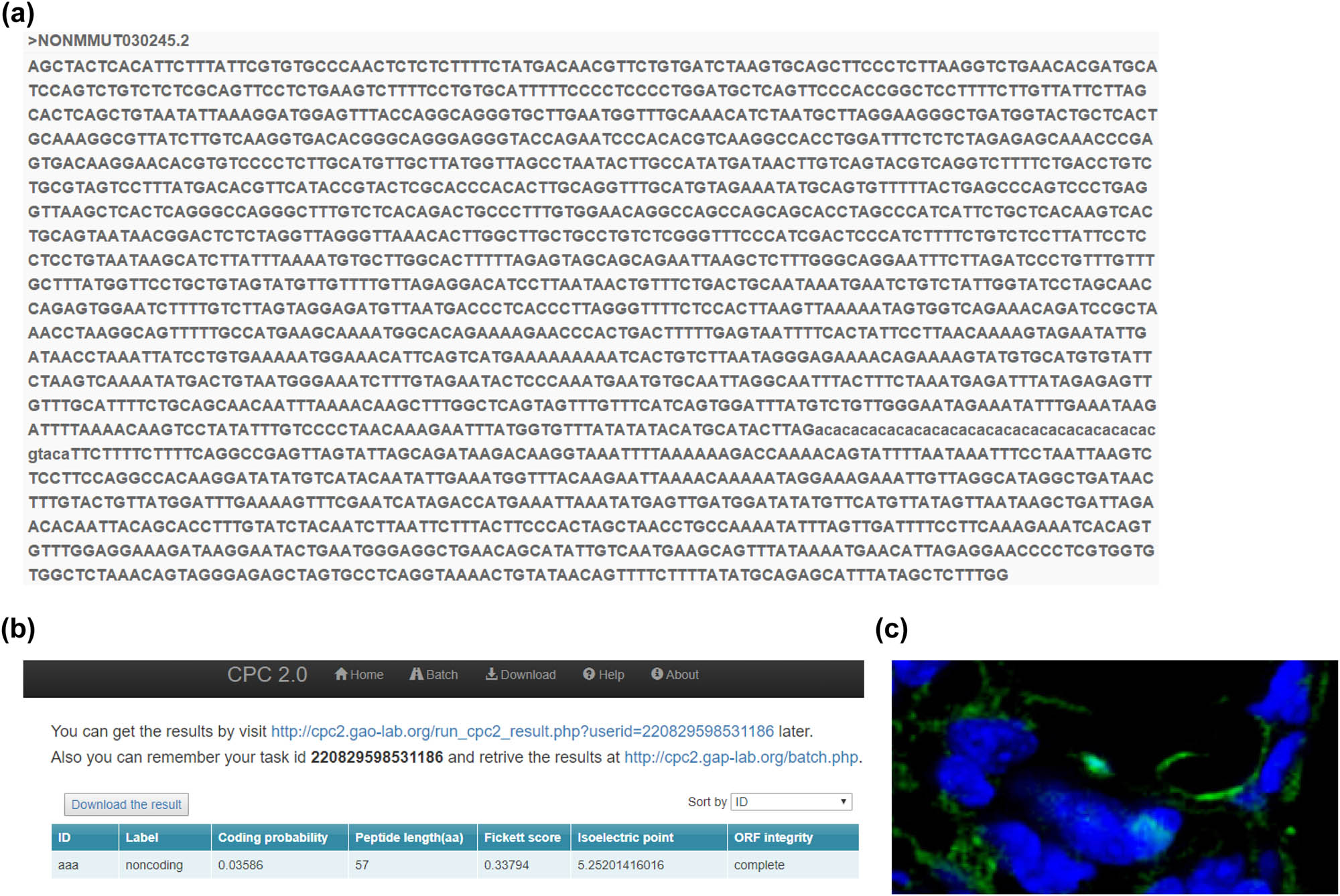 Long noncoding RNA ACART knockdown decreases 3T3-L1 preadipocyte proliferation and differentiation