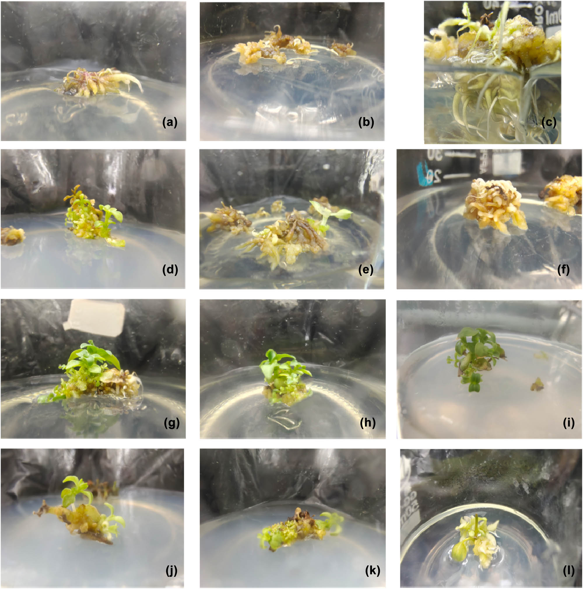 Tissue culture and rapid propagation technology for Gentiana rhodantha
