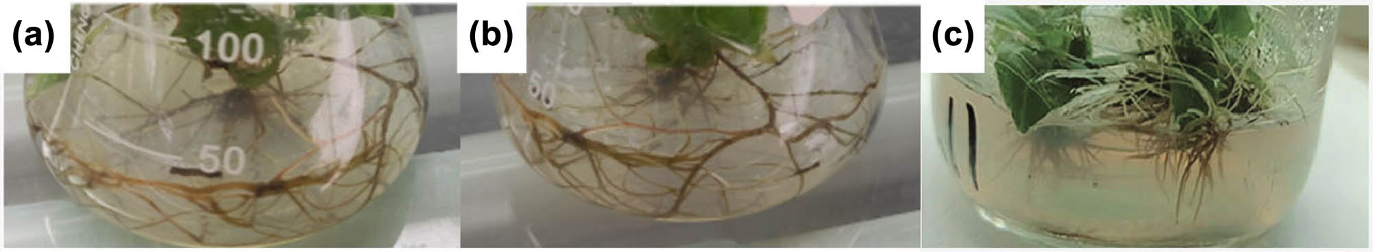 Tissue culture and rapid propagation technology for Gentiana rhodantha