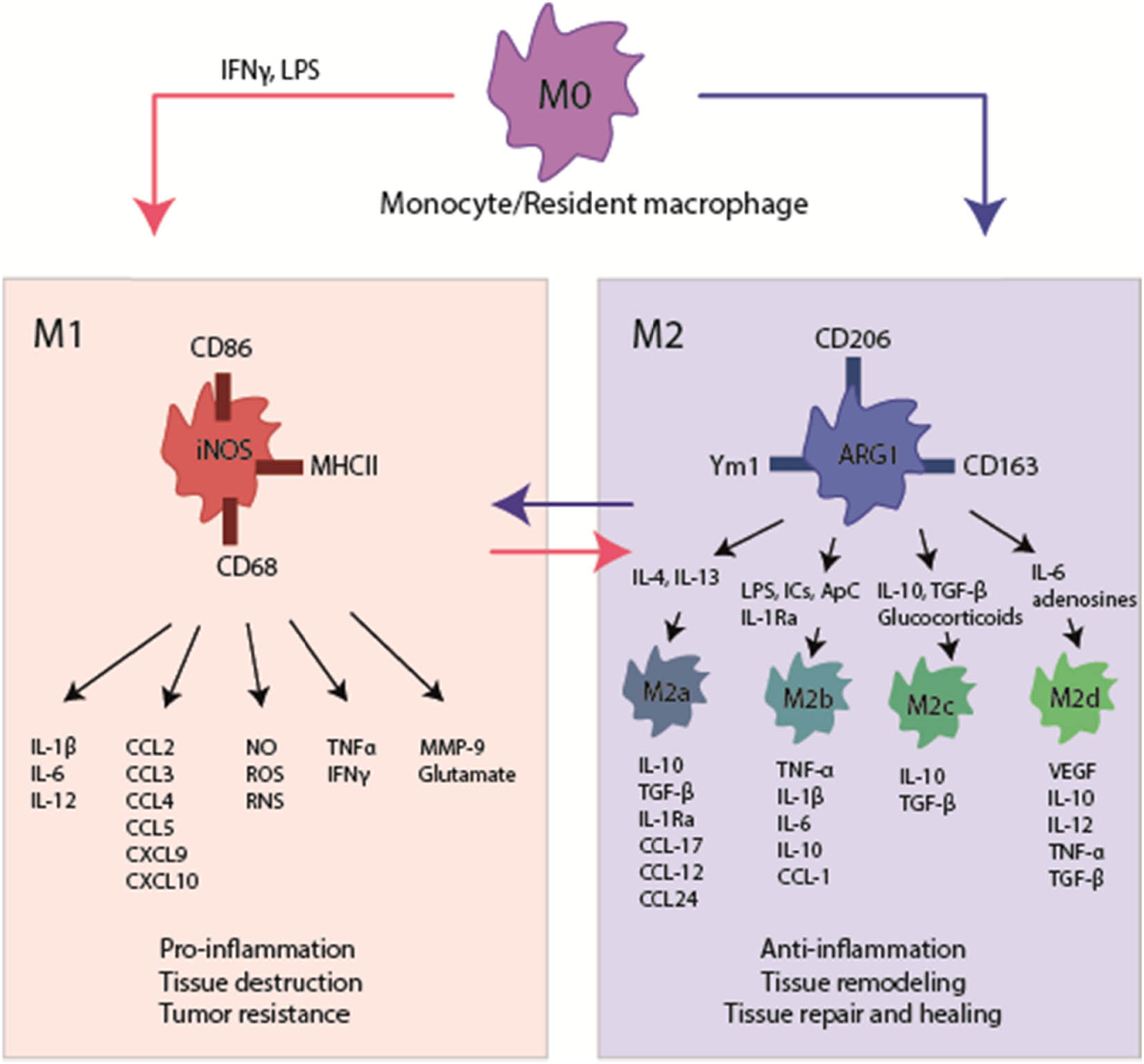 Immunoregulation of synovial macrophages for the treatment of osteoarthritis