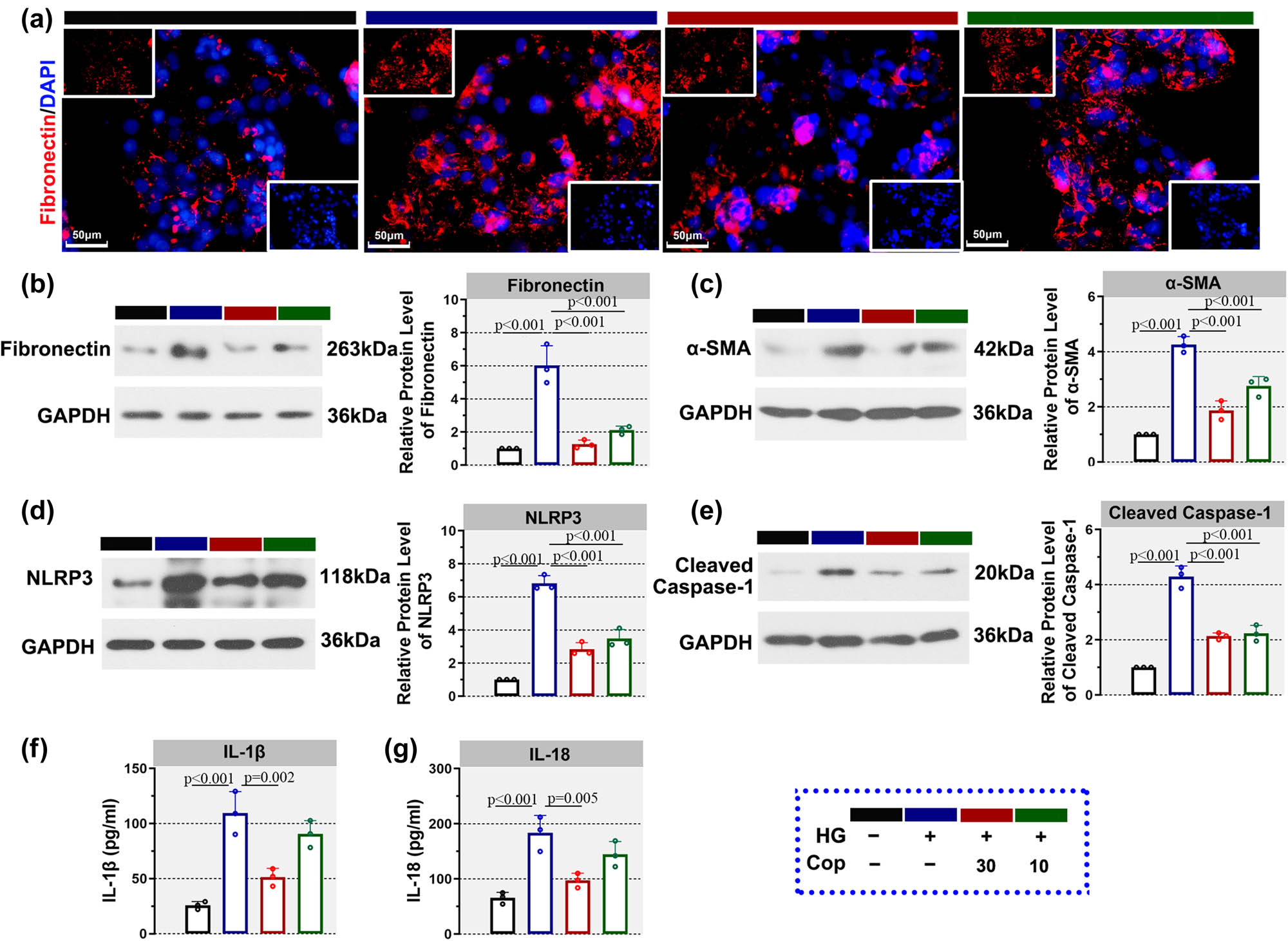 Coptisine mitigates diabetic nephropathy via repressing the NRLP3 ...