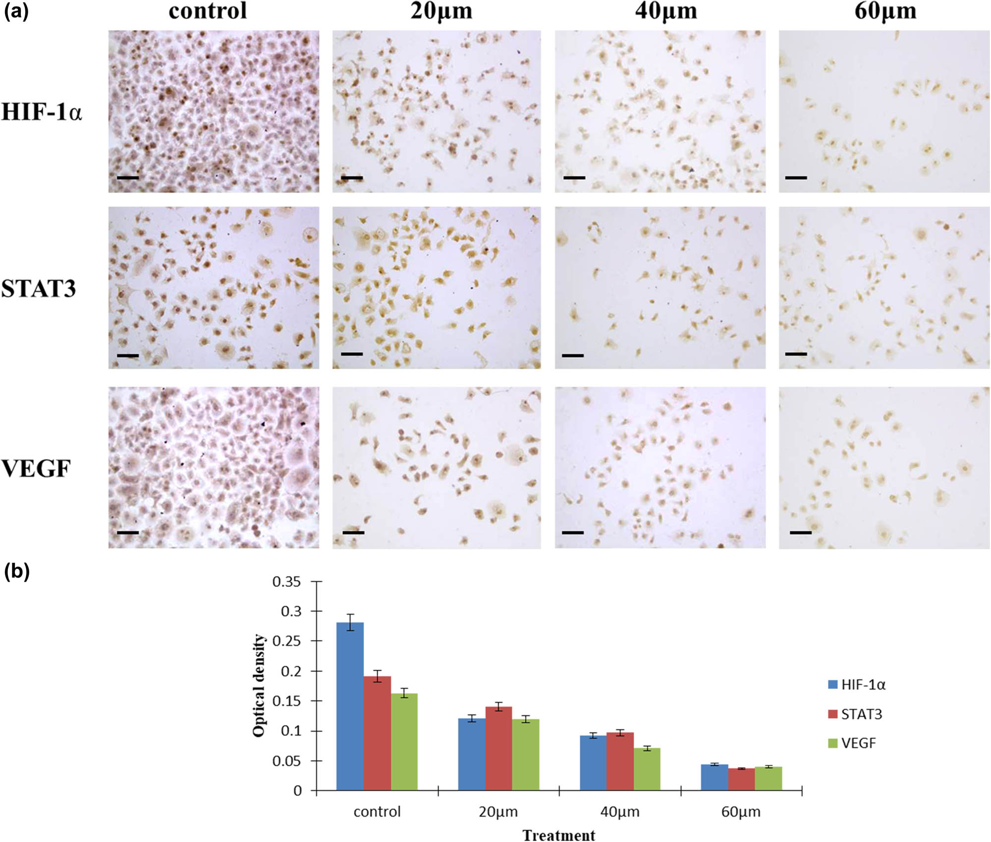 Curcumin induces apoptosis in human hepatocellular carcinoma cells by ...