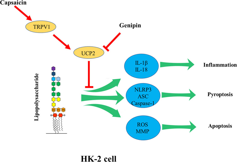 Inhibition of pyroptosis and apoptosis by capsaicin prote...