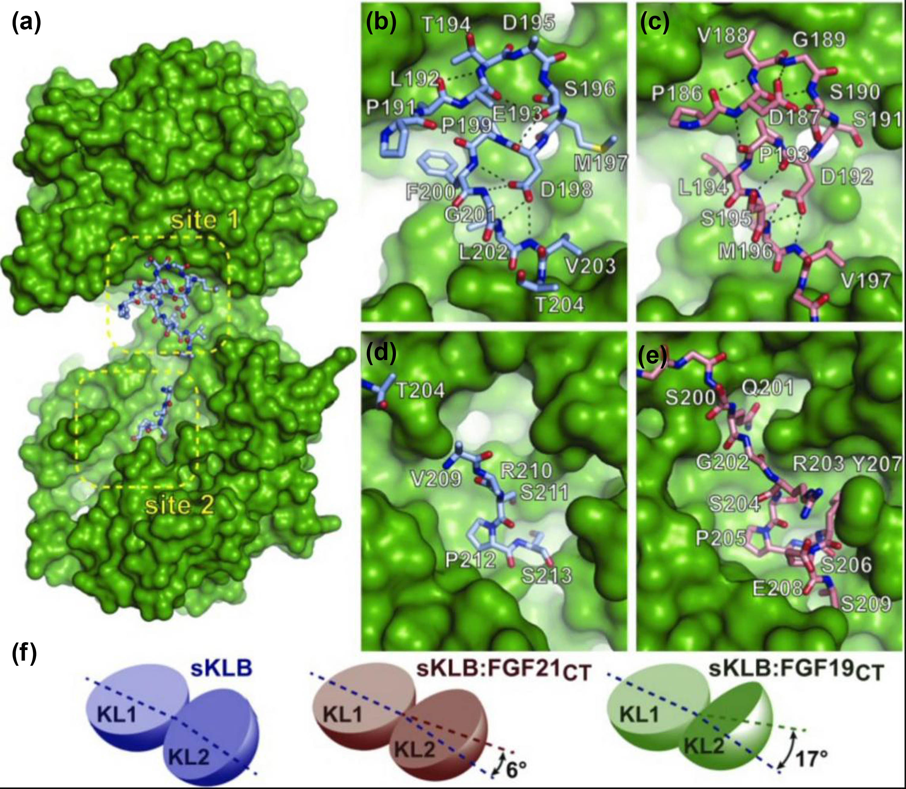 The fibroblast growth factor–Klotho axis at molecular level