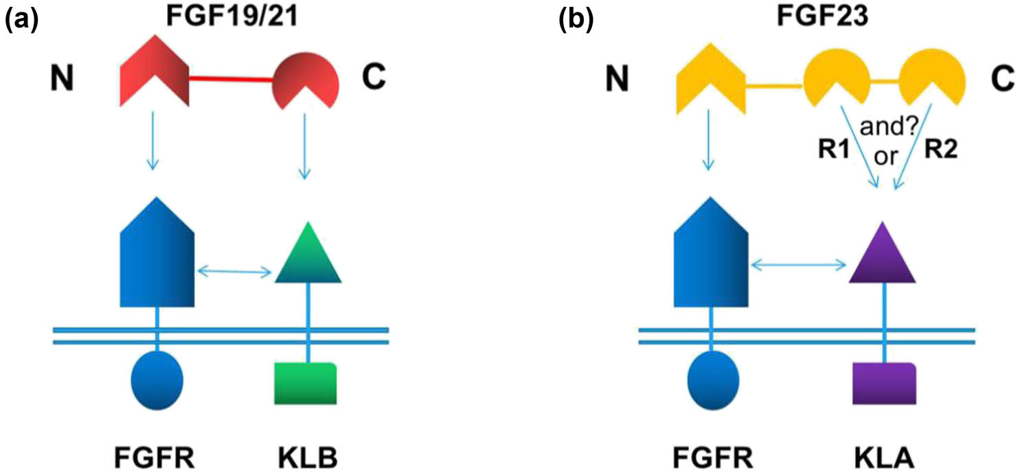 The fibroblast growth factor–Klotho axis at molecular level