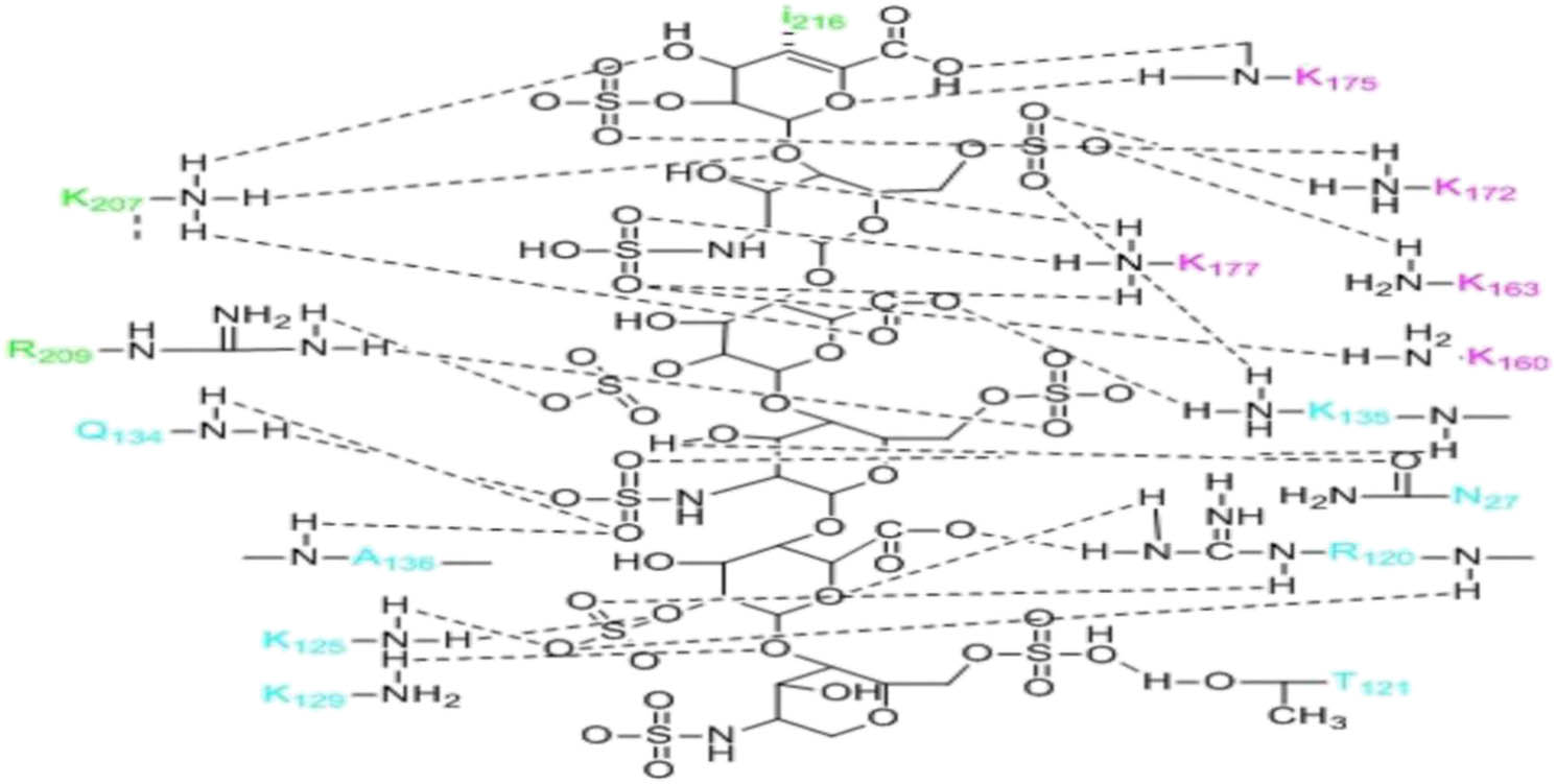 The fibroblast growth factor–Klotho axis at molecular level