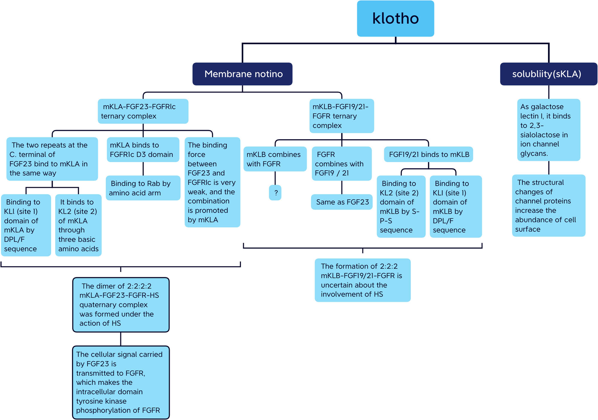 The fibroblast growth factor–Klotho axis at molecular level