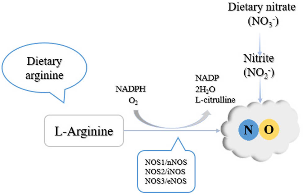Research progress on gas signal molecular therapy for Parkinson’s disease