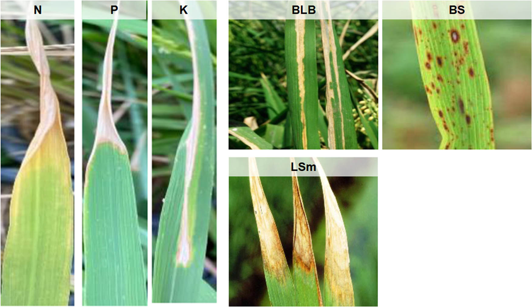 Identification of rice leaf diseases and deficiency disorders using a novel DeepBatch technique