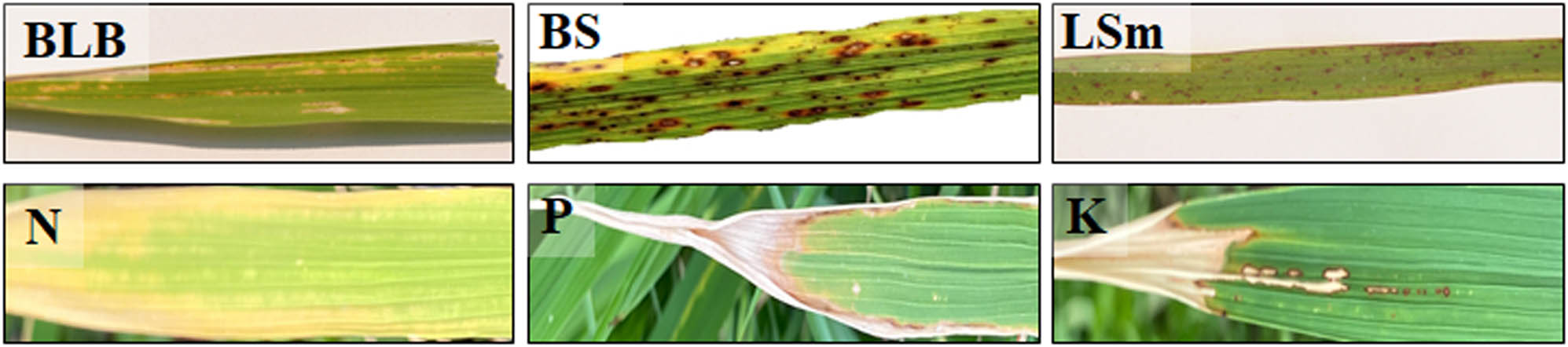 Identification of rice leaf diseases and deficiency disorders using a ...