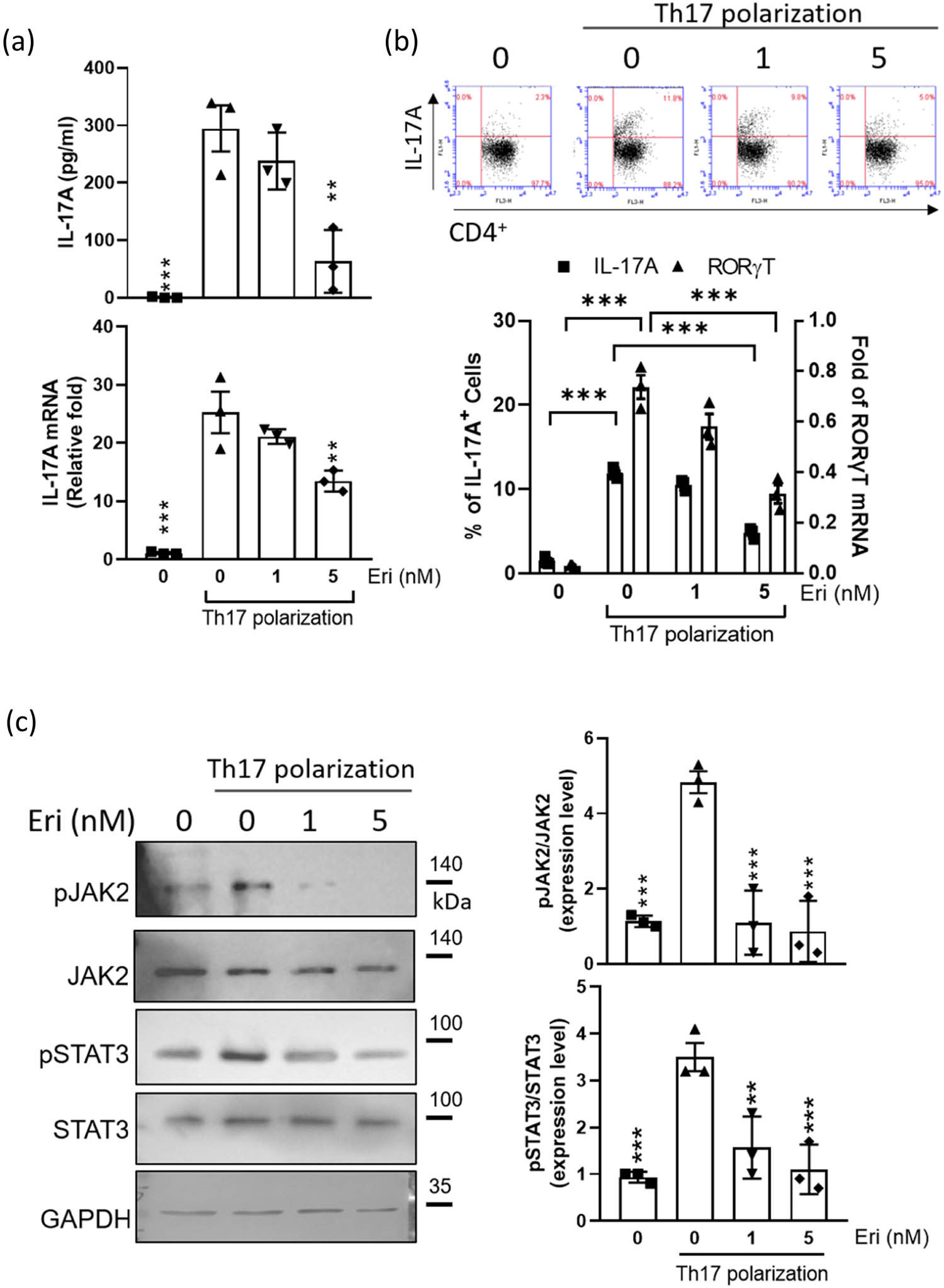 Erianin alleviates collagen-induced arthritis in mice by inhibiting ...
