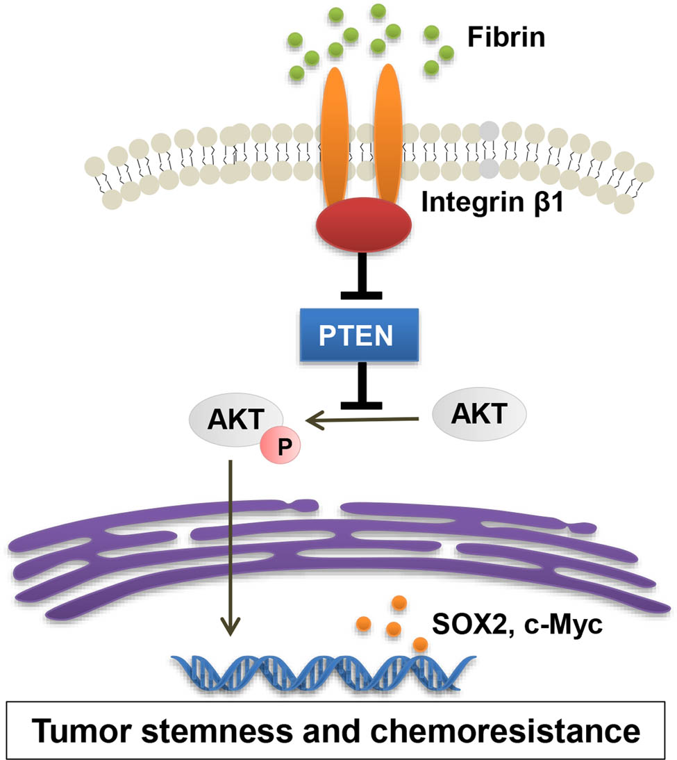 Extracellular fibrin promotes non-small cell lung cancer progression ...