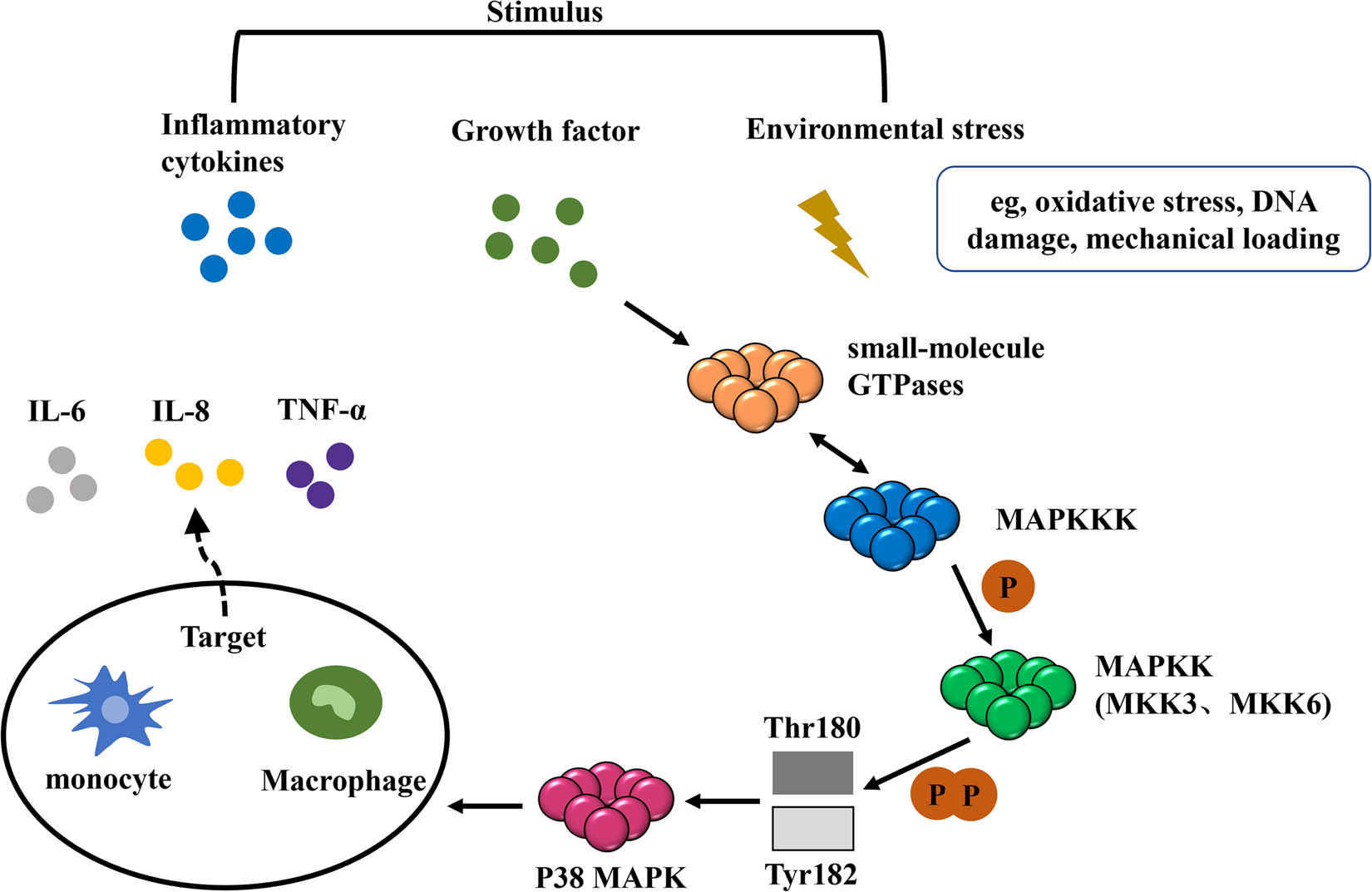 Inflammation-related signaling pathways in tendinopathy