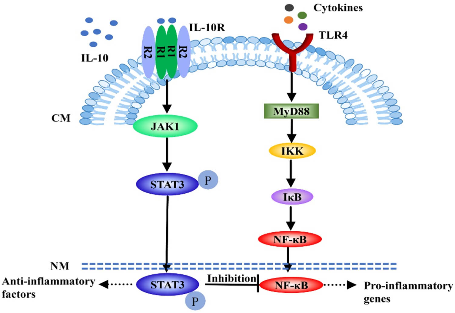 Inflammation-related signaling pathways in tendinopathy
