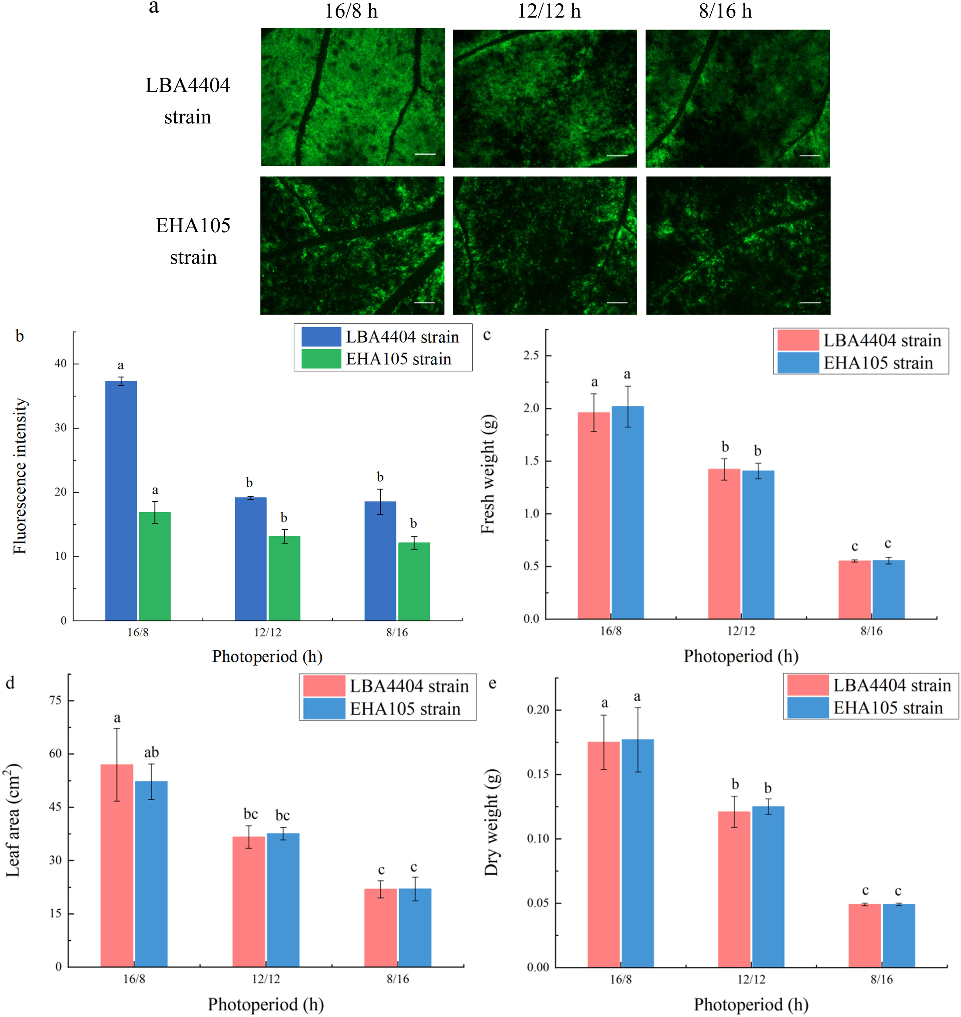 Effects of different light conditions on transient expres...