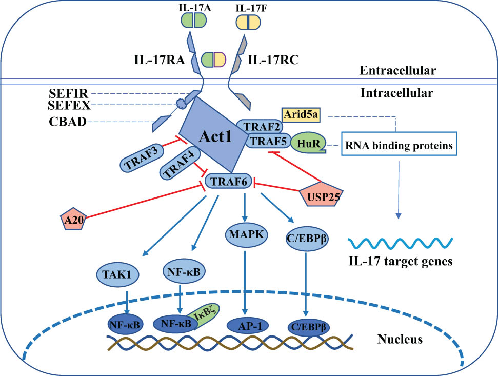 IL-17 in osteoarthritis: A narrative review