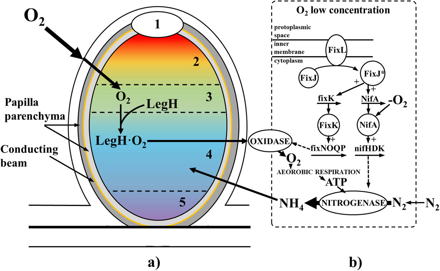 The potential for the use of leghemoglobin and plant ferritin as ...