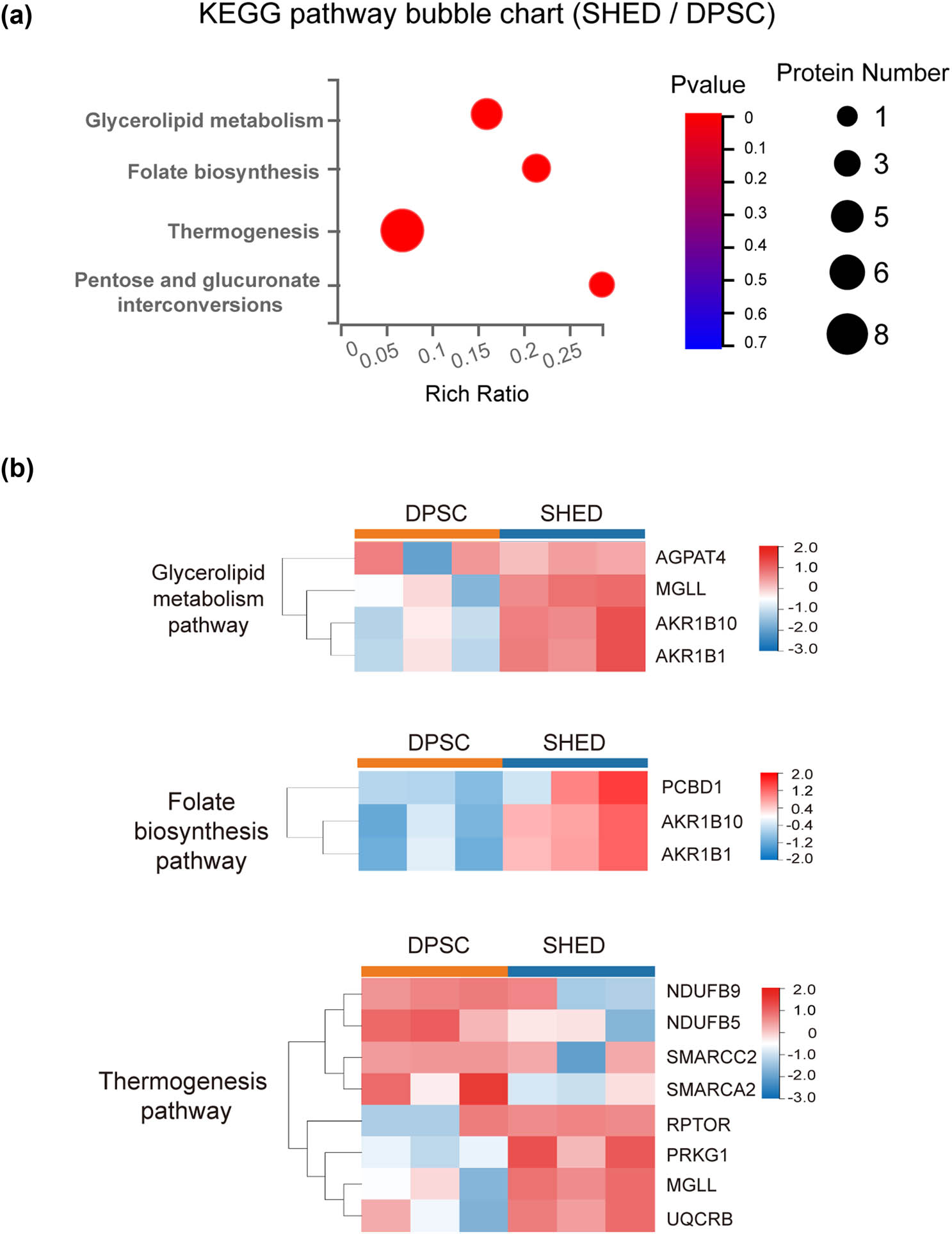 Proteome differences of dental stem cells between permanent and ...