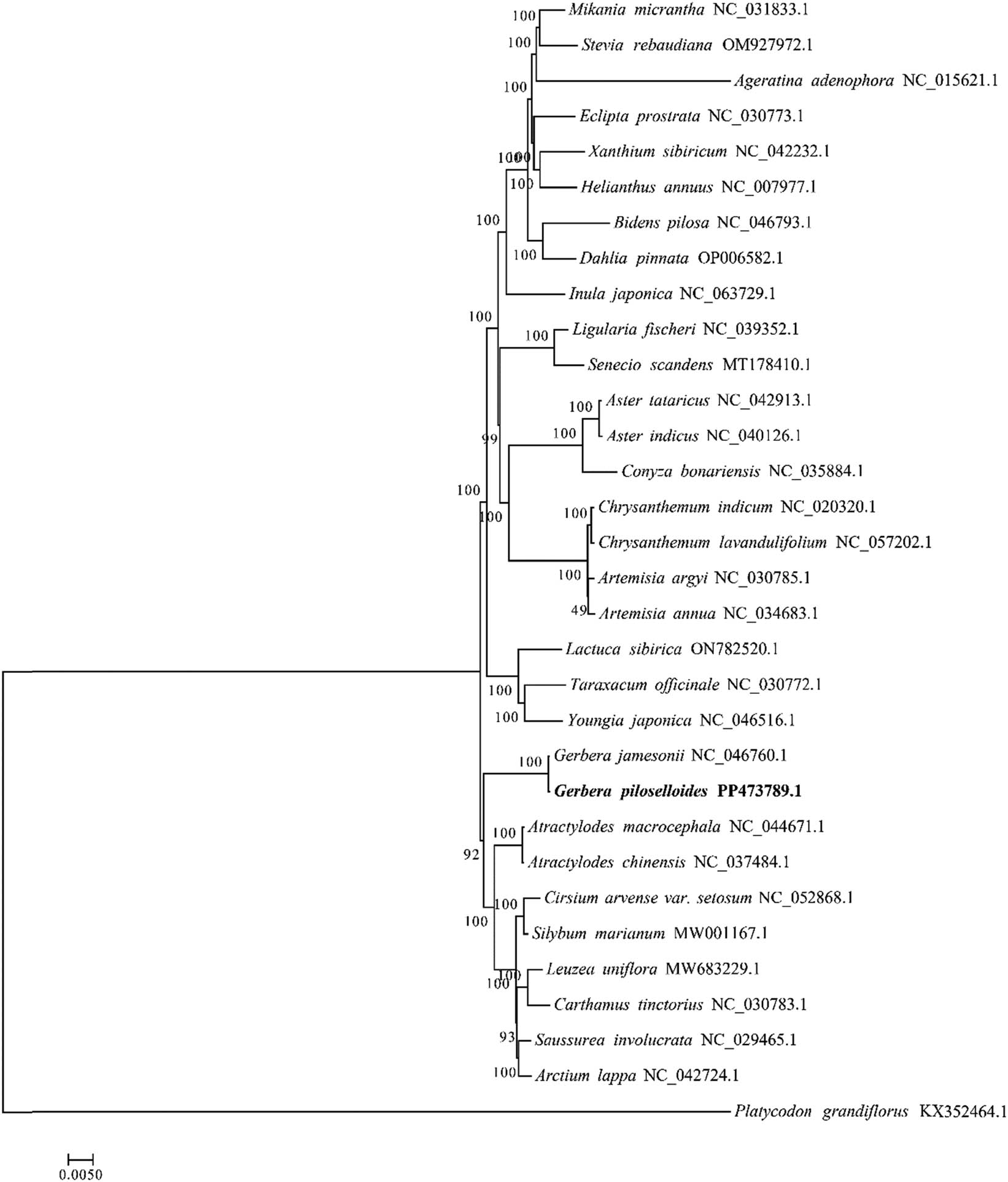 The complete chloroplast genome of Gerbera piloselloides (L.) Cass., 1820 (Carduoideae ...