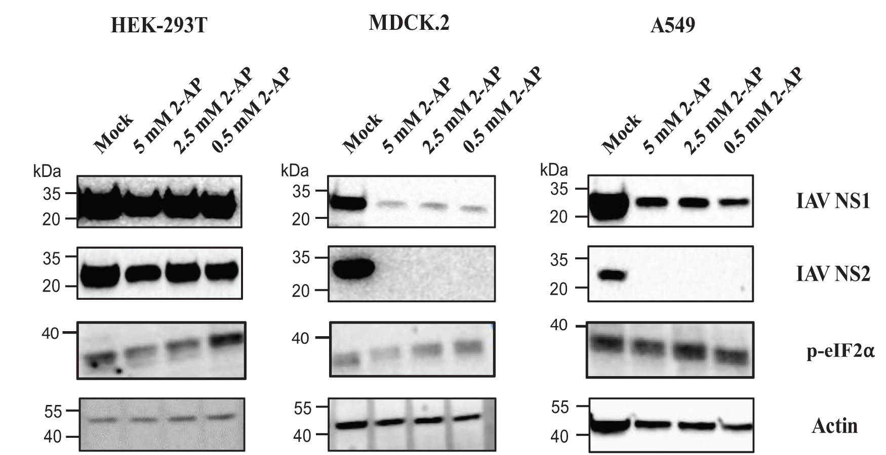The effect of the PKR inhibitor, 2-aminopurine, on the replication of influenza A virus, and ...