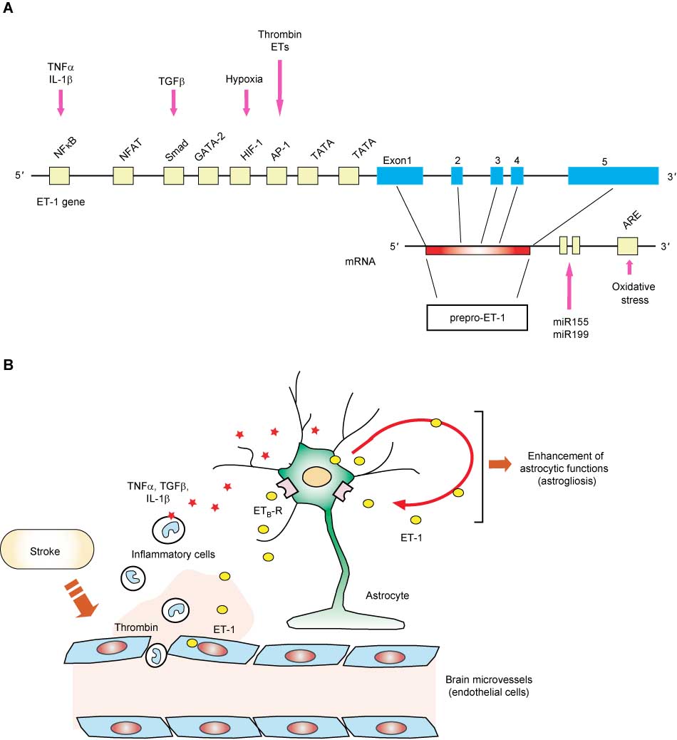 Endothelin systems in the brain: involvement in pathophysiological ...