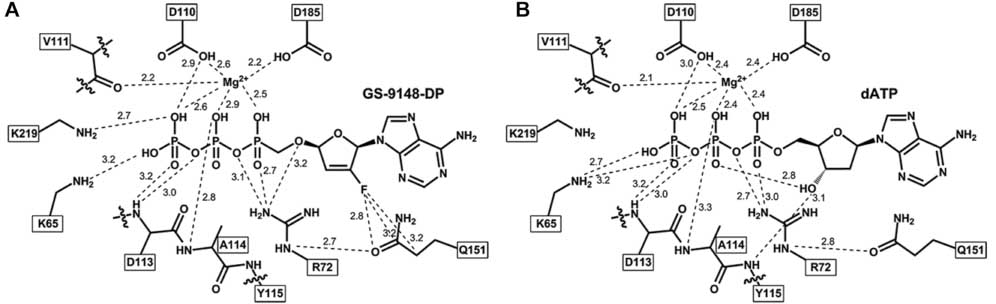 Deoxyadenosine family: improved synthesis, DNA damage and repair ...