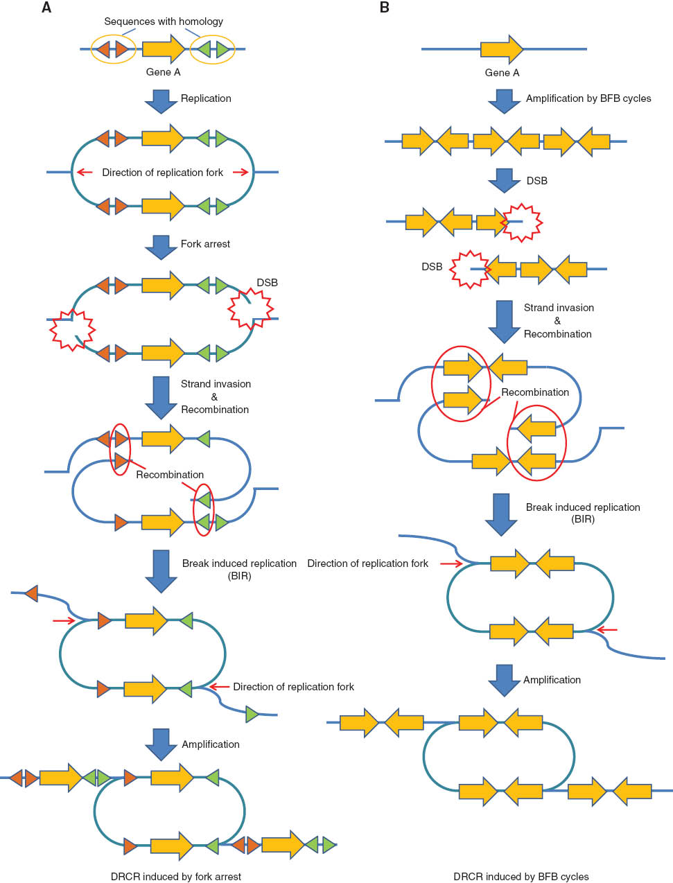 Gene amplification: mechanisms and involvement in cancer