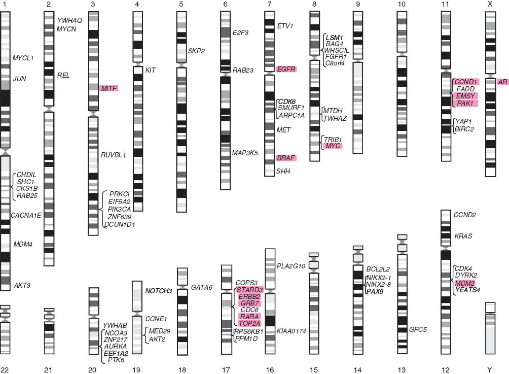 Gene amplification: mechanisms and involvement in cancer