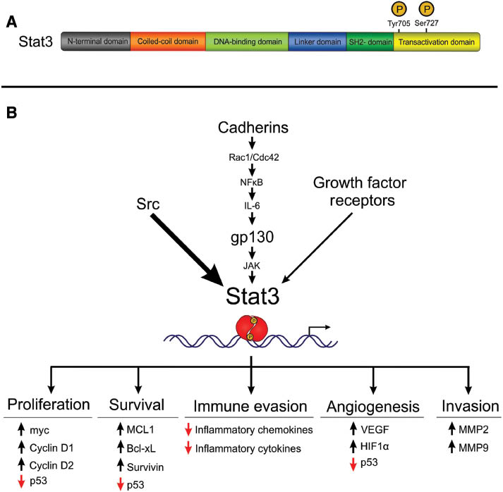 Cell-cell and cell-matrix adhesion in survival and metastasis: Stat3 ...