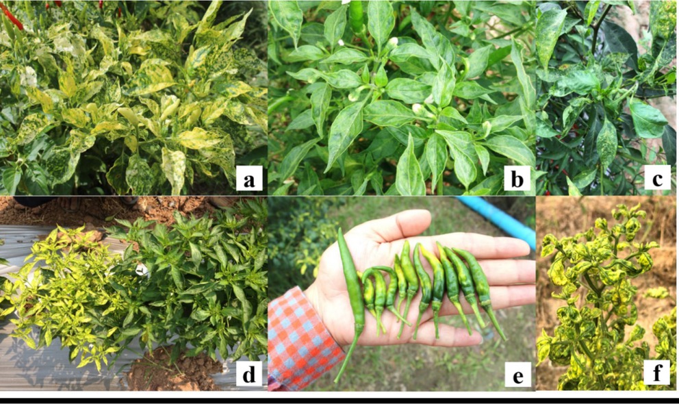 Incidence of viruses infecting pepper in Thailand